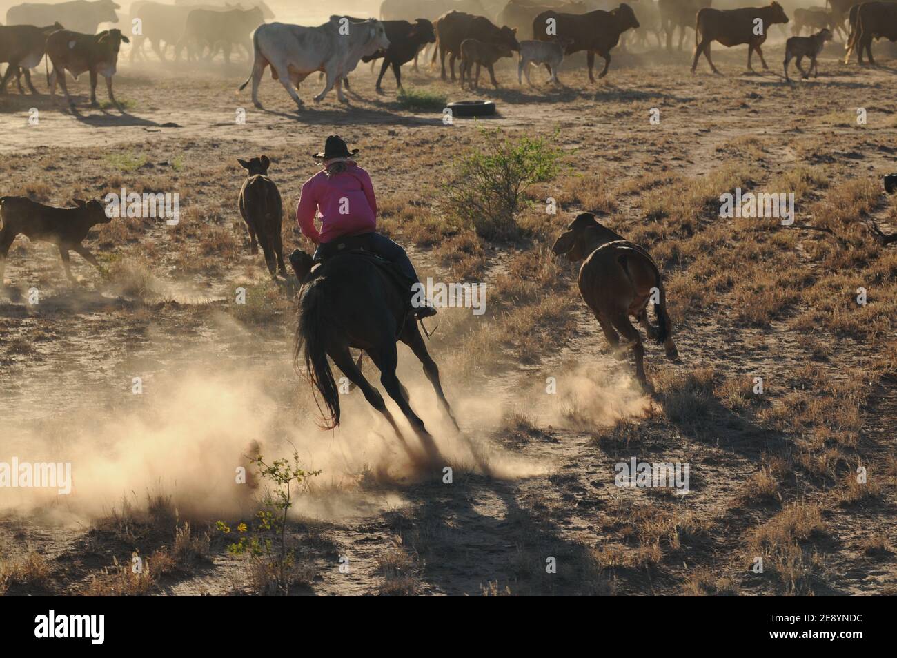 Cattle mustering a 'Coaching Mob' in outback Western Australia, using ...