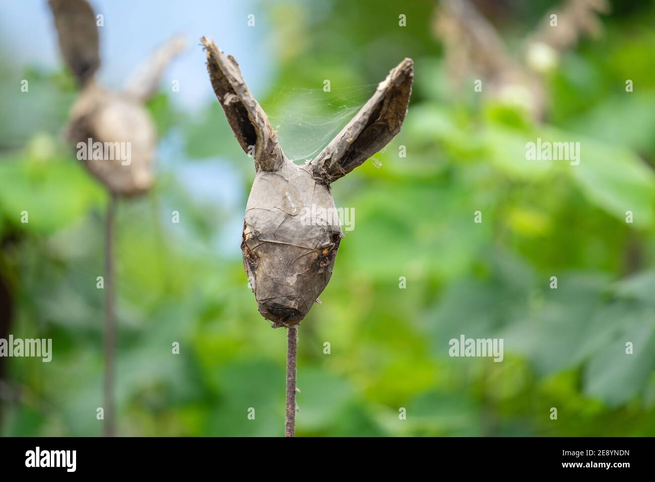 Mummified rabbit head on stick, installation fragment Stock Photo - Alamy