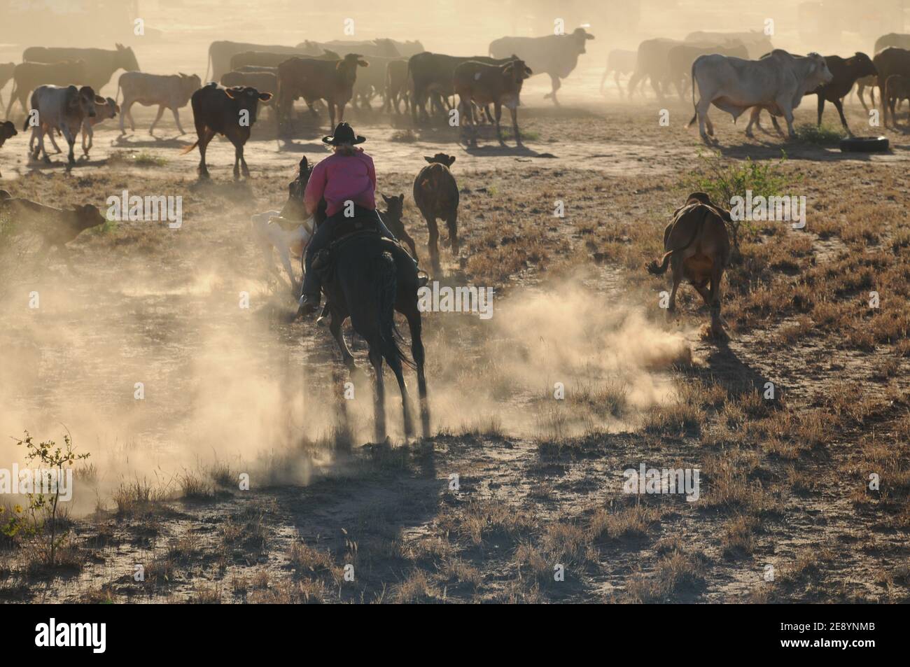 Cattle mustering a 'Coaching Mob' in outback Western Australia, using ...