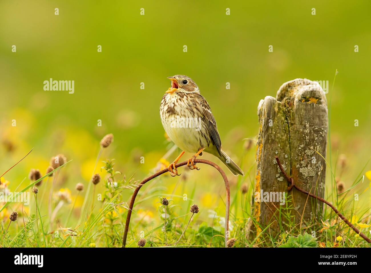 Corn Bunting Singing Stock Photo - Alamy