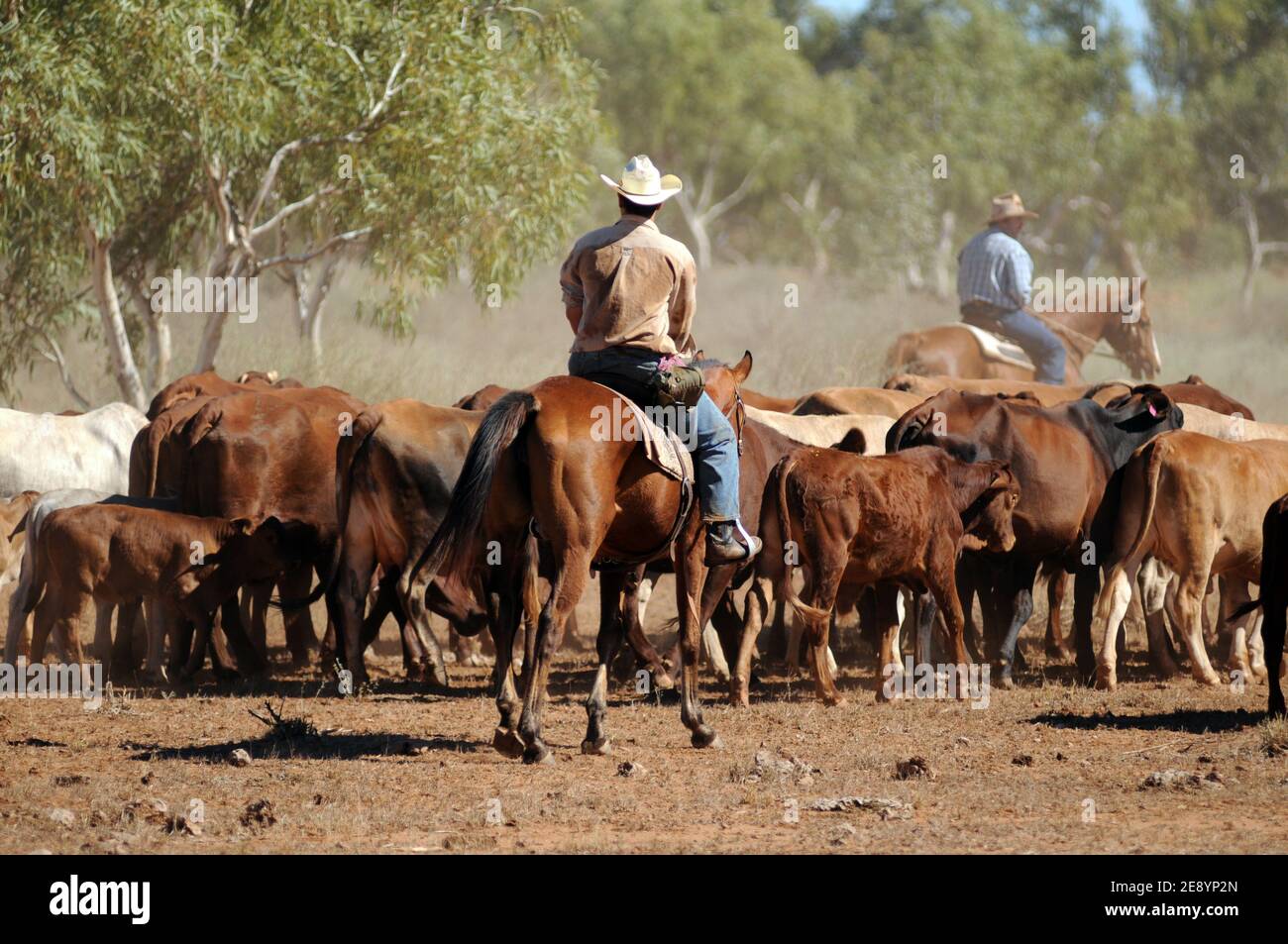 Cattle mustering a 'Coaching Mob' in outback Western Australia, using ...