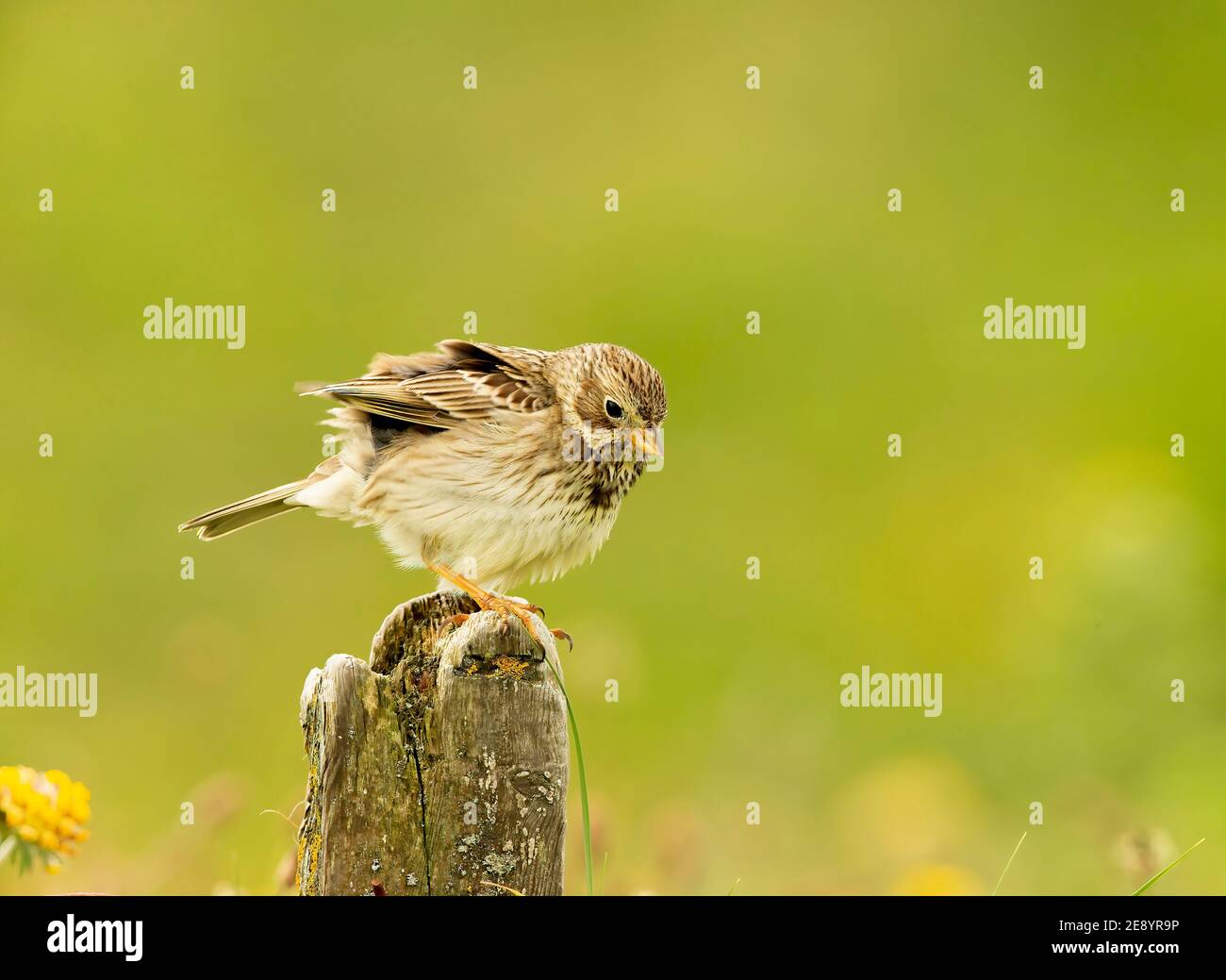 Corn Bunting Singing Stock Photo - Alamy
