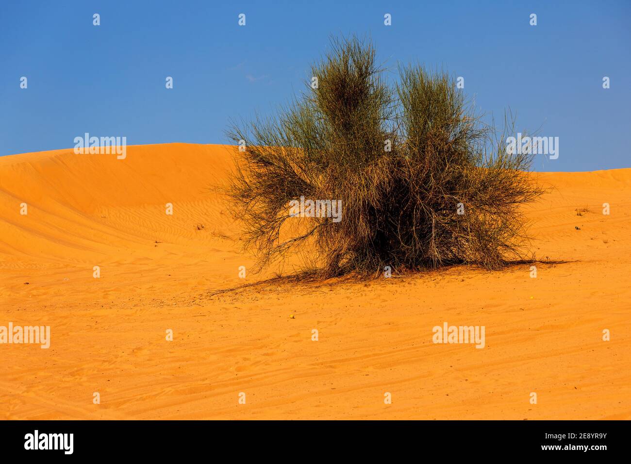 Desert plant in the Great Arabian Desert Stock Photo - Alamy