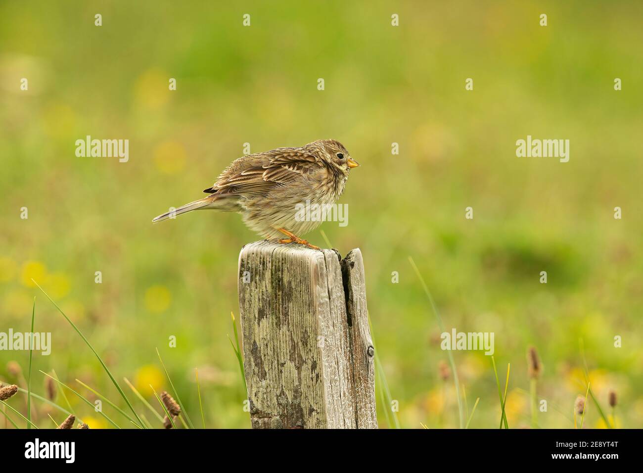 Corn Bunting Singing Stock Photo - Alamy