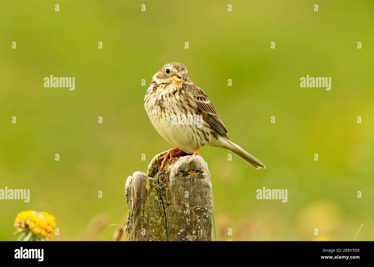 Corn Bunting Singing Stock Photo - Alamy