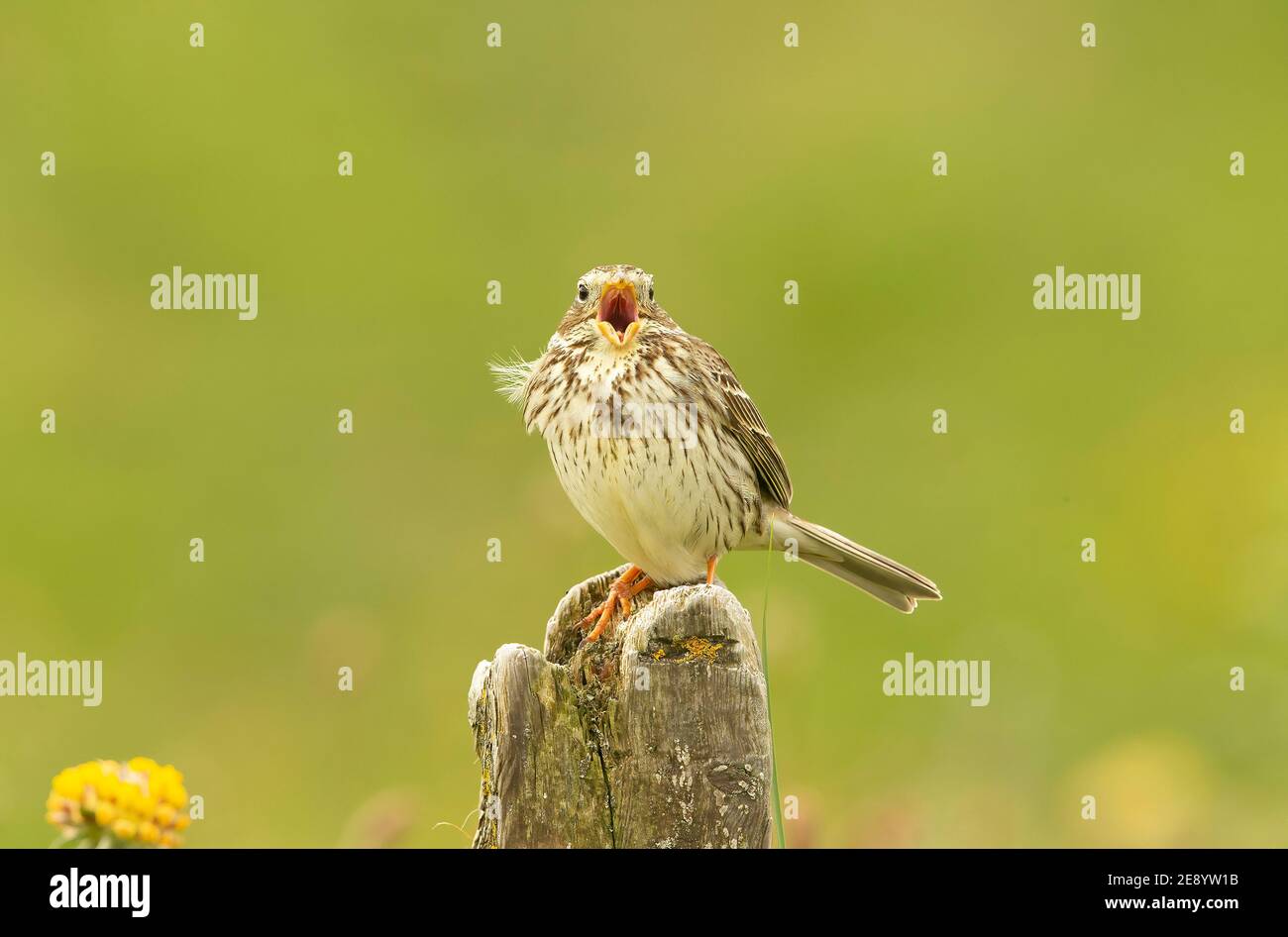 Corn Bunting Singing Stock Photo - Alamy