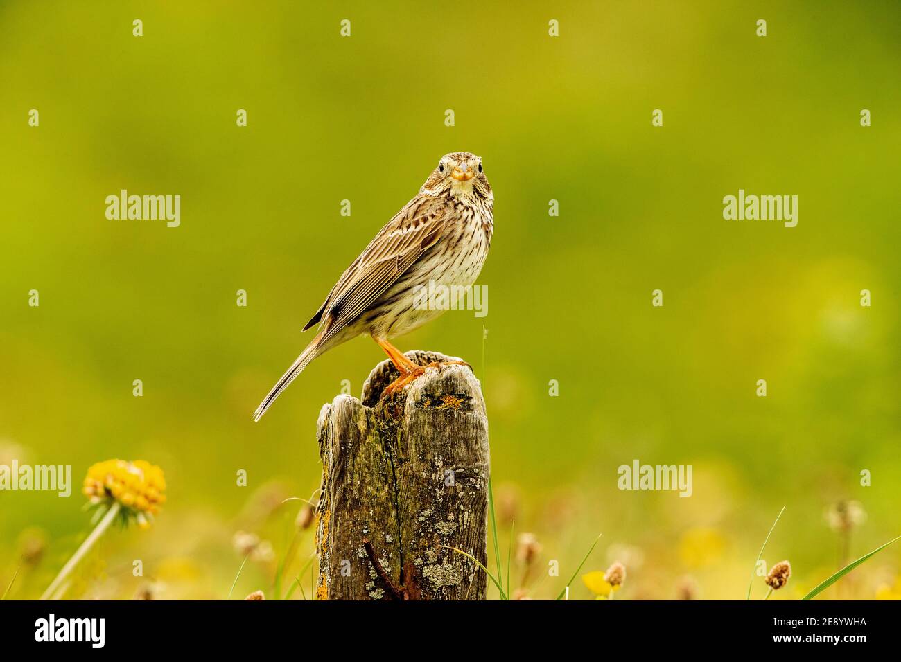 Corn Bunting Singing Stock Photo - Alamy