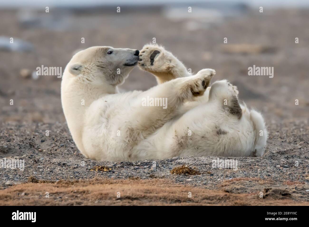 Playful Polar bear (Ursus maritimus) in the Arctic Circle of Kaktovik, Alaska Stock Photo - Alamy