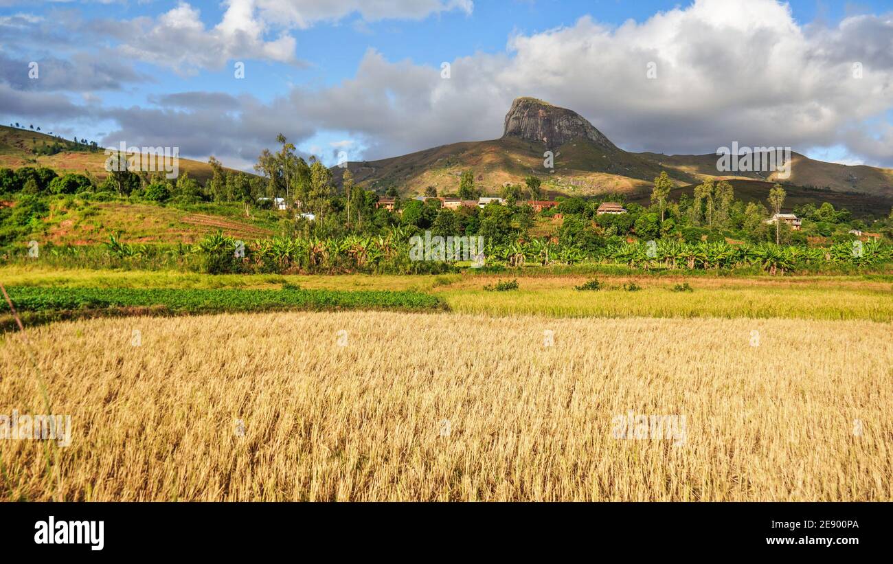 Sun shines on wheat fields in foreground, green and yellow rice terrace ...