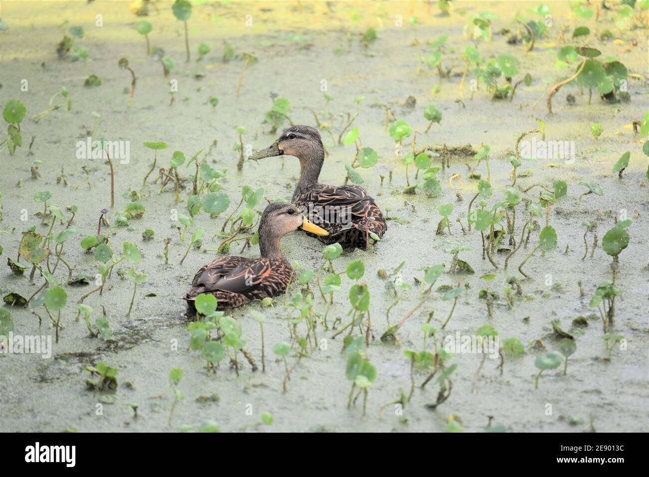 Patrick marsh hi-res stock photography and images - Alamy