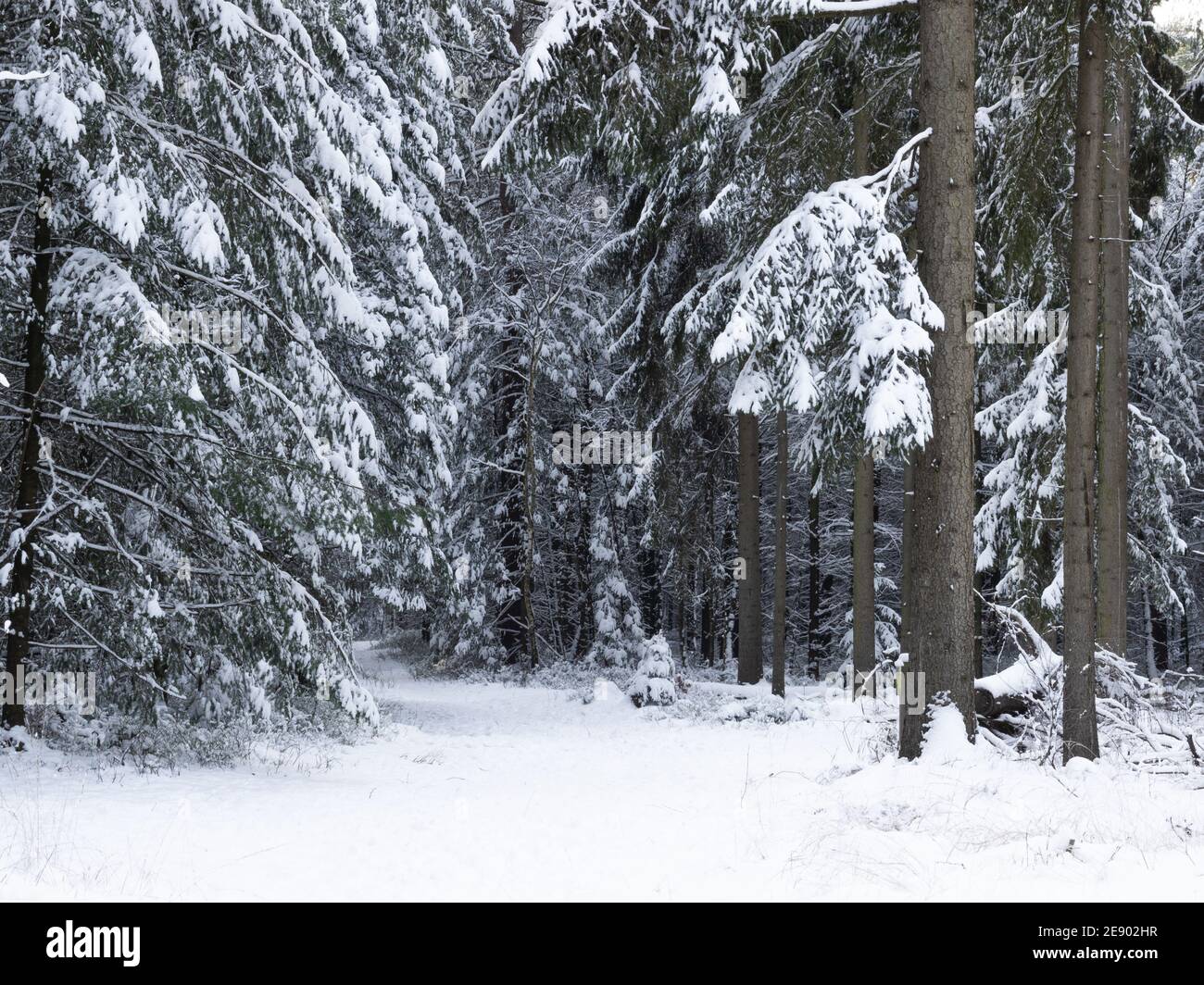 Snowy path through a woodland landscaped covered in snow. Scenic forest ...