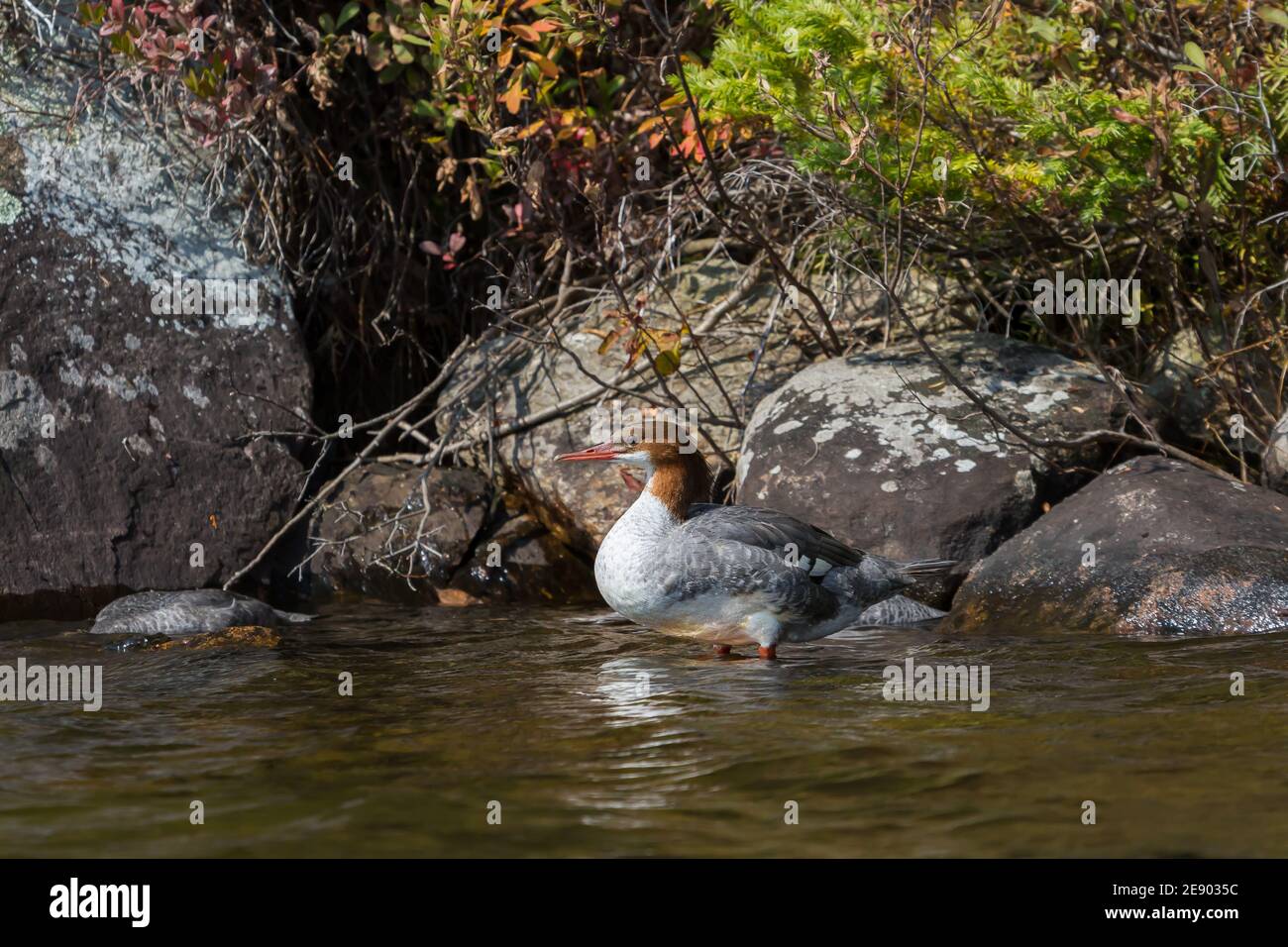 Common merganser hen hi-res stock photography and images - Alamy