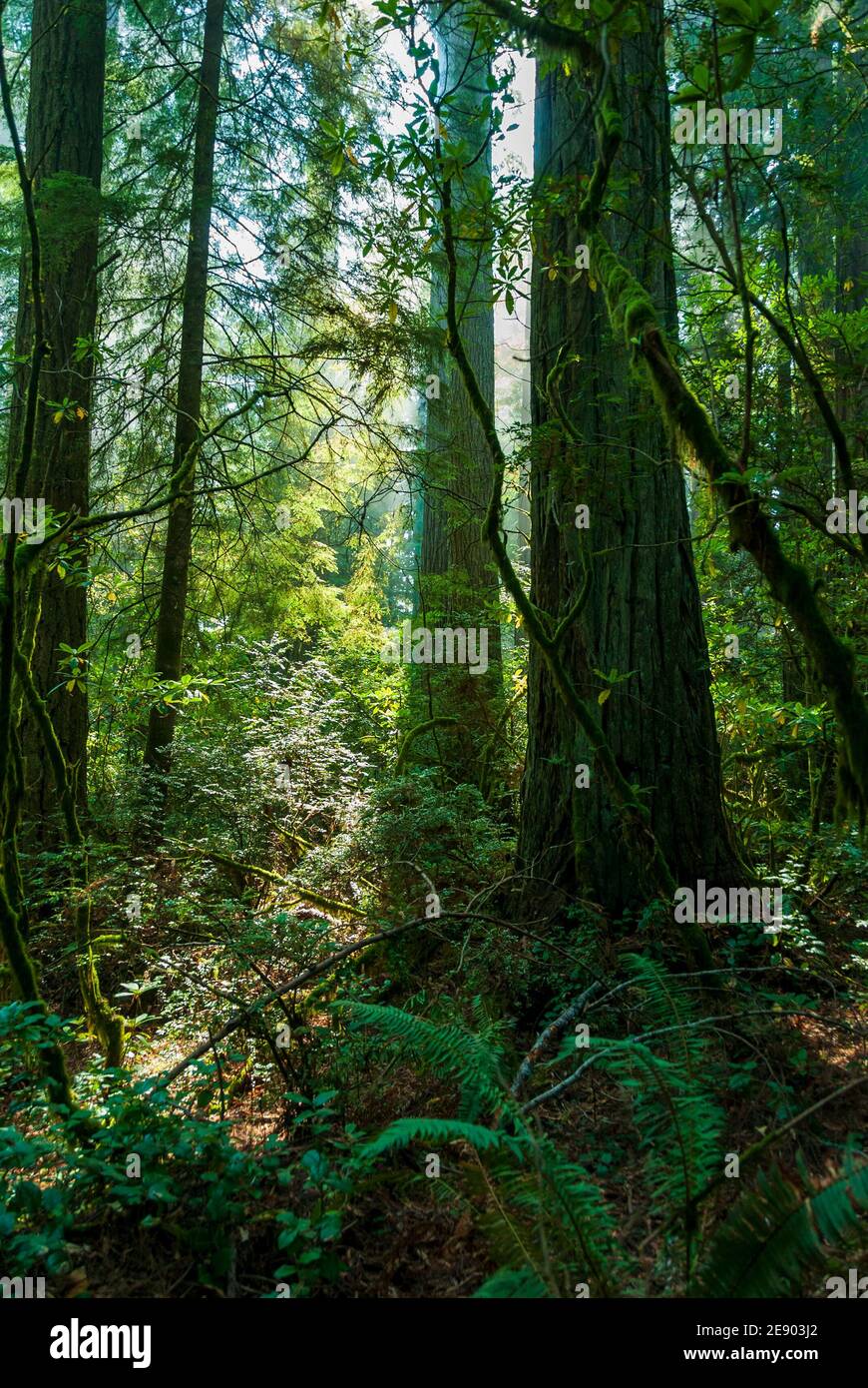 Giant Redwoods, Sequoia sempervirens, in Humbolt Redwoods State park ...