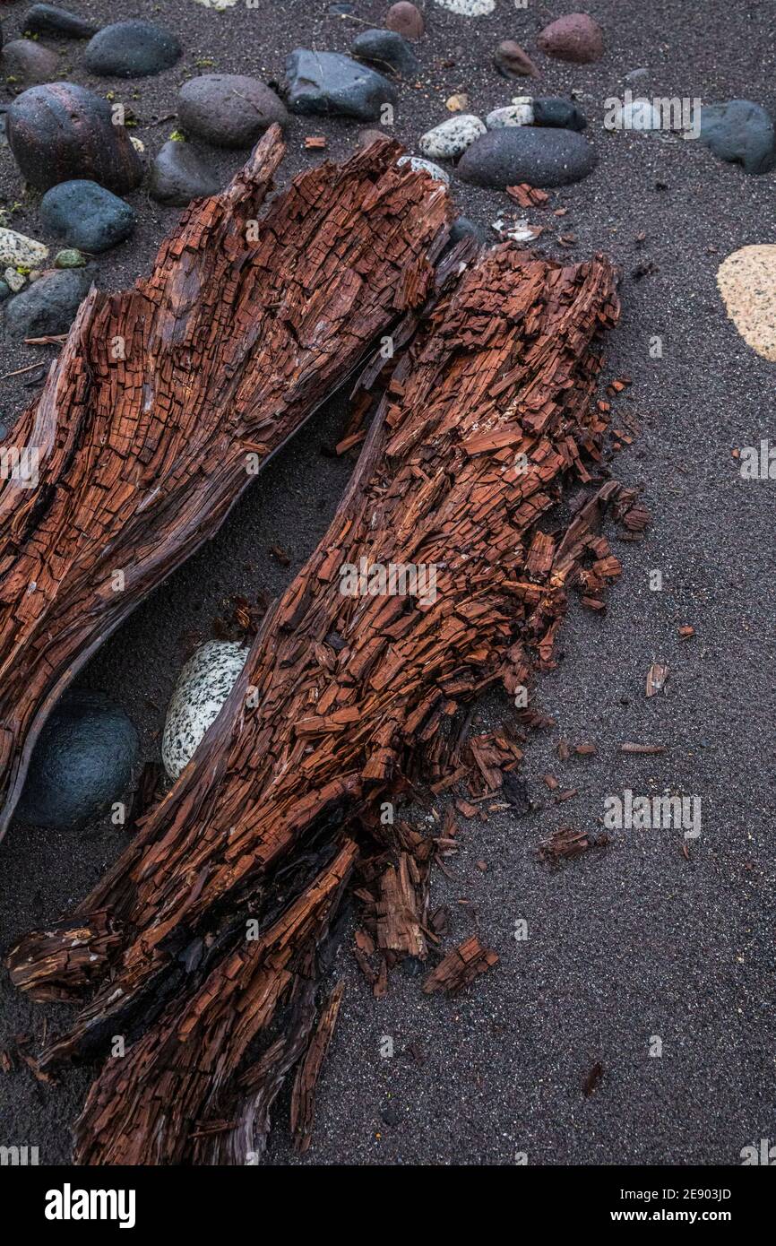 A fallen tree on a sandy river bed slowly decaying Stock Photo - Alamy