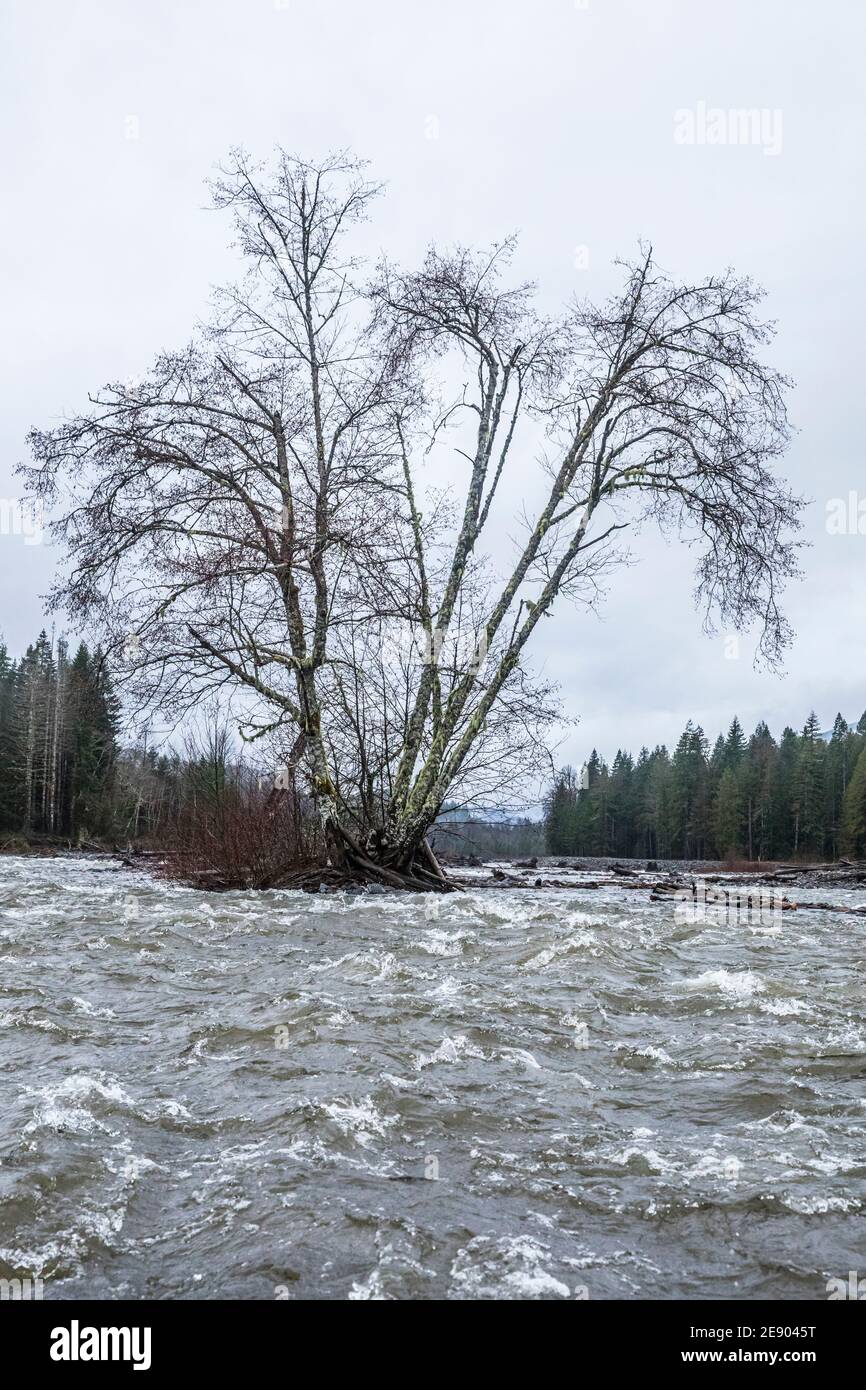 A group of Red Alder trees hold out against the flow of the Nisqually ...
