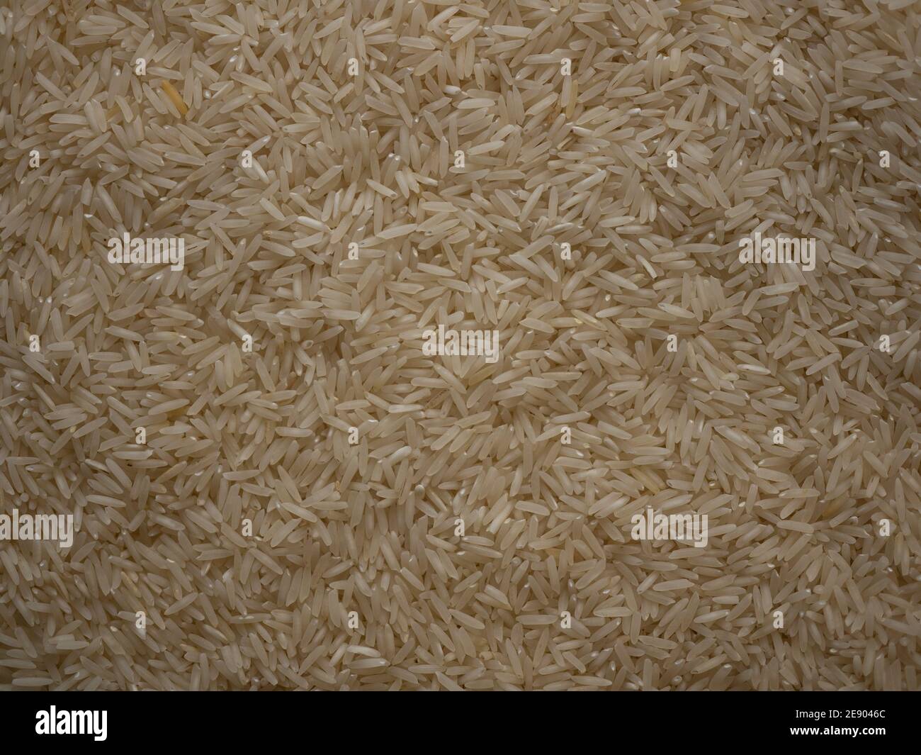 Rice variety harvest hi-res stock photography and images - Alamy
