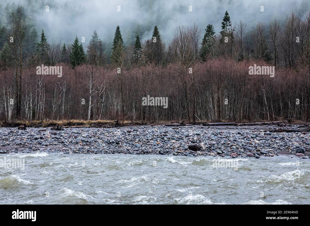 Evergreen forest and Red Alders along the Nisqually river on the edge ...