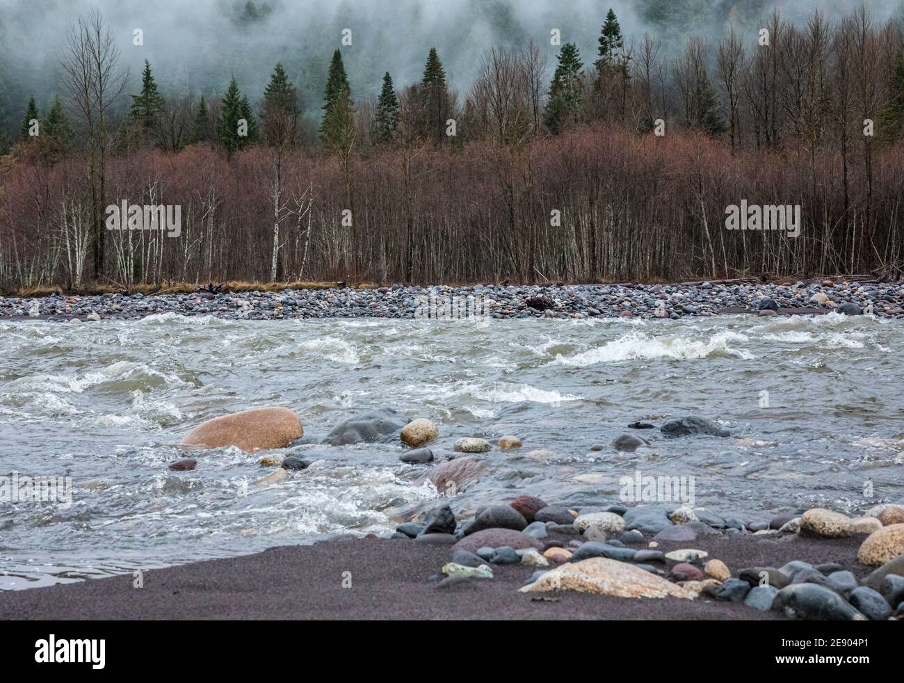 Evergreen forest and Red Alders along the Nisqually river on the edge ...