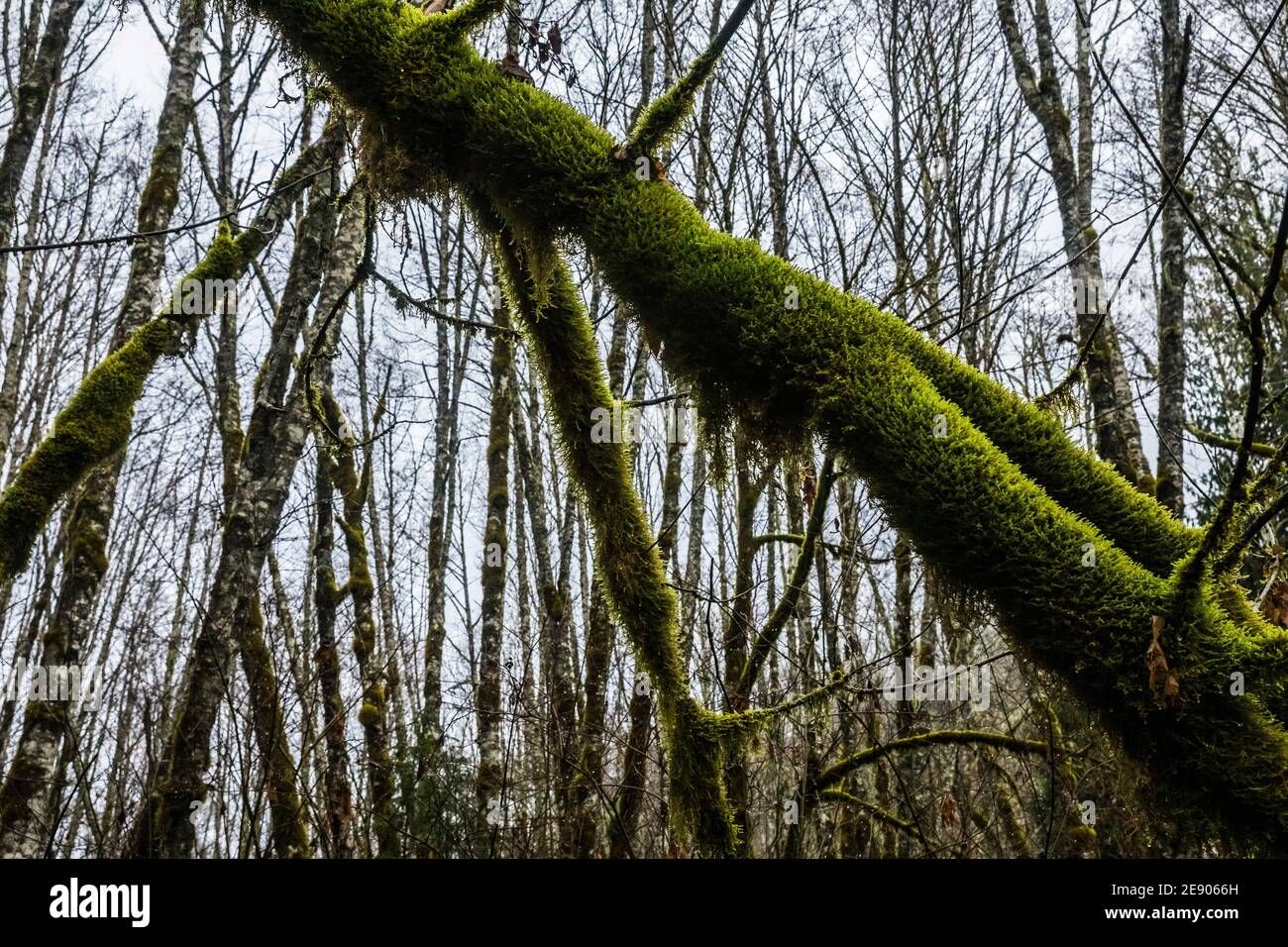 Pacific northwest big trees hi-res stock photography and images - Alamy