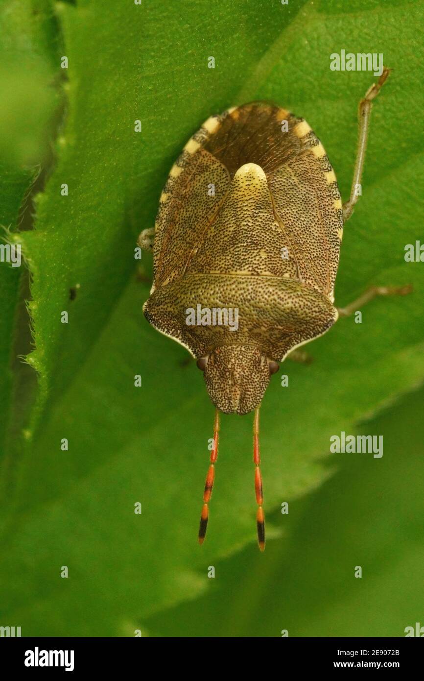 Bug peribalus vernalis hi-res stock photography and images - Alamy