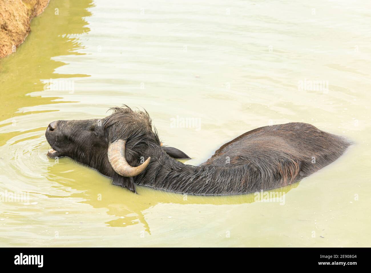 Asian buffalo swimming in a pond Stock Photo - Alamy
