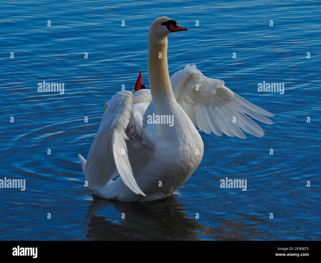 Swan swimming on the water Stock Photo - Alamy