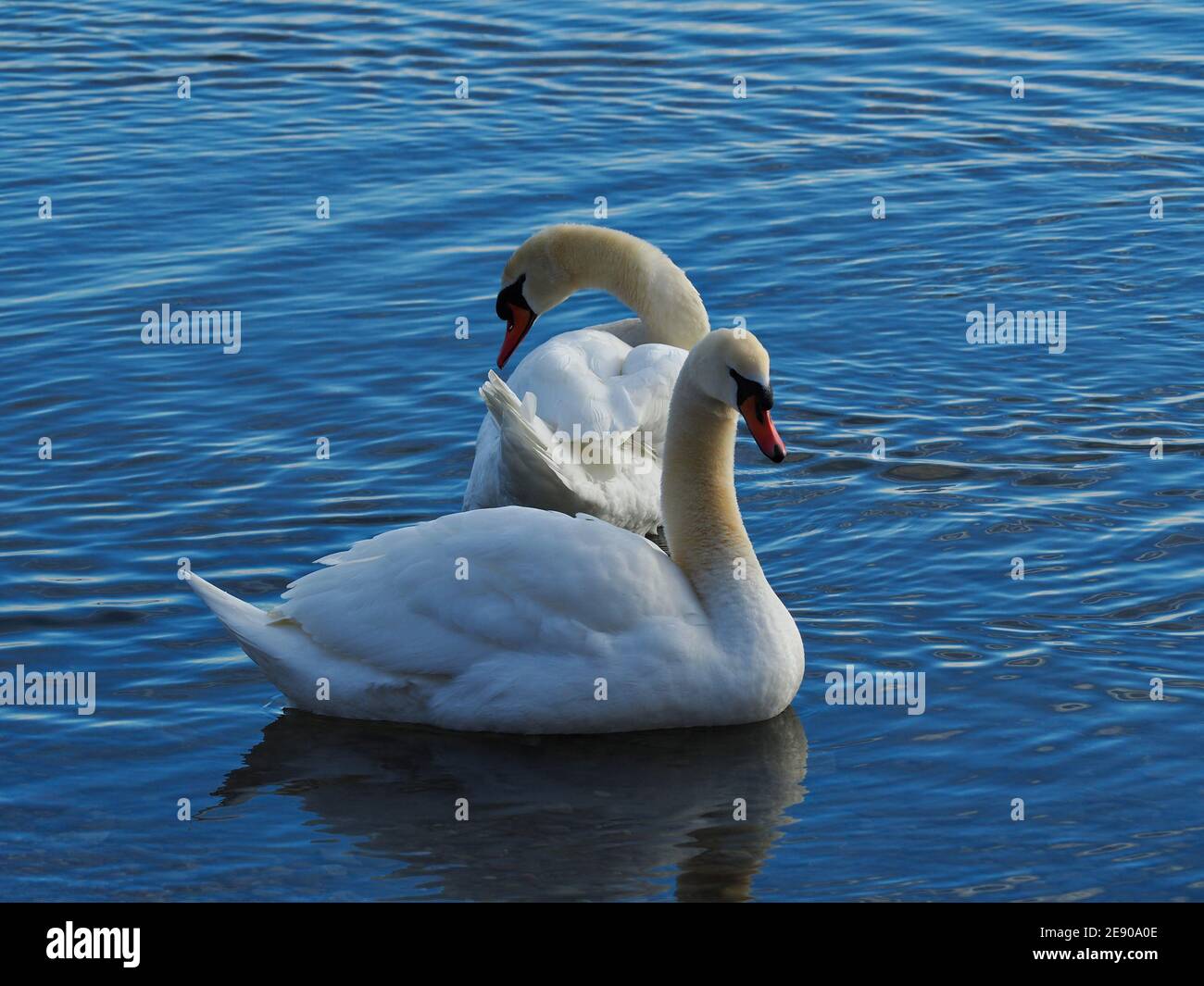 Water and bird harmony hi-res stock photography and images - Alamy