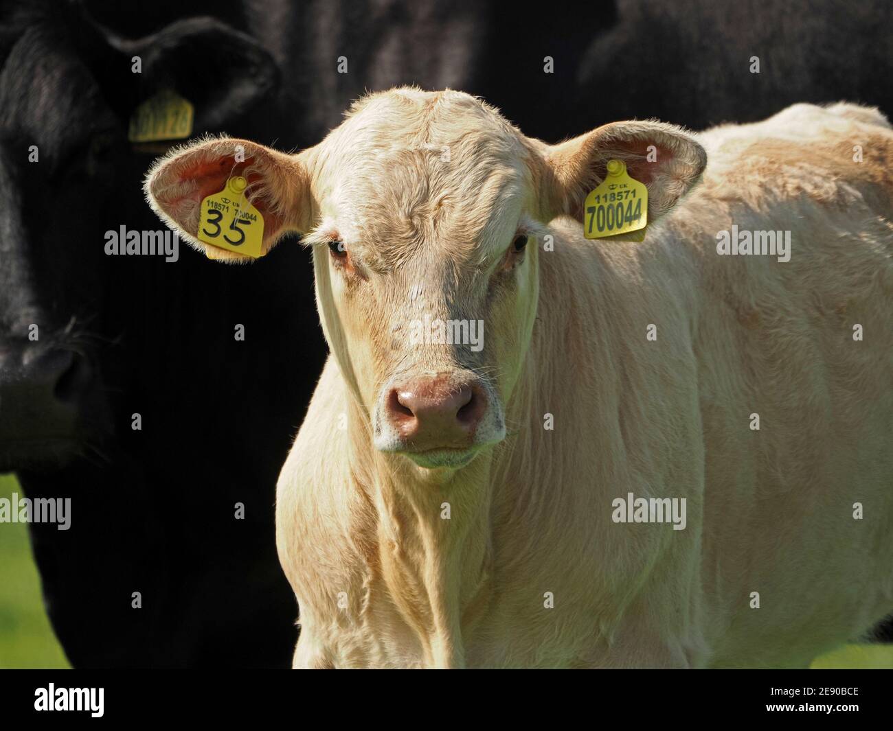 Curious young white bull calf with yellow eartags stares at the camera ...