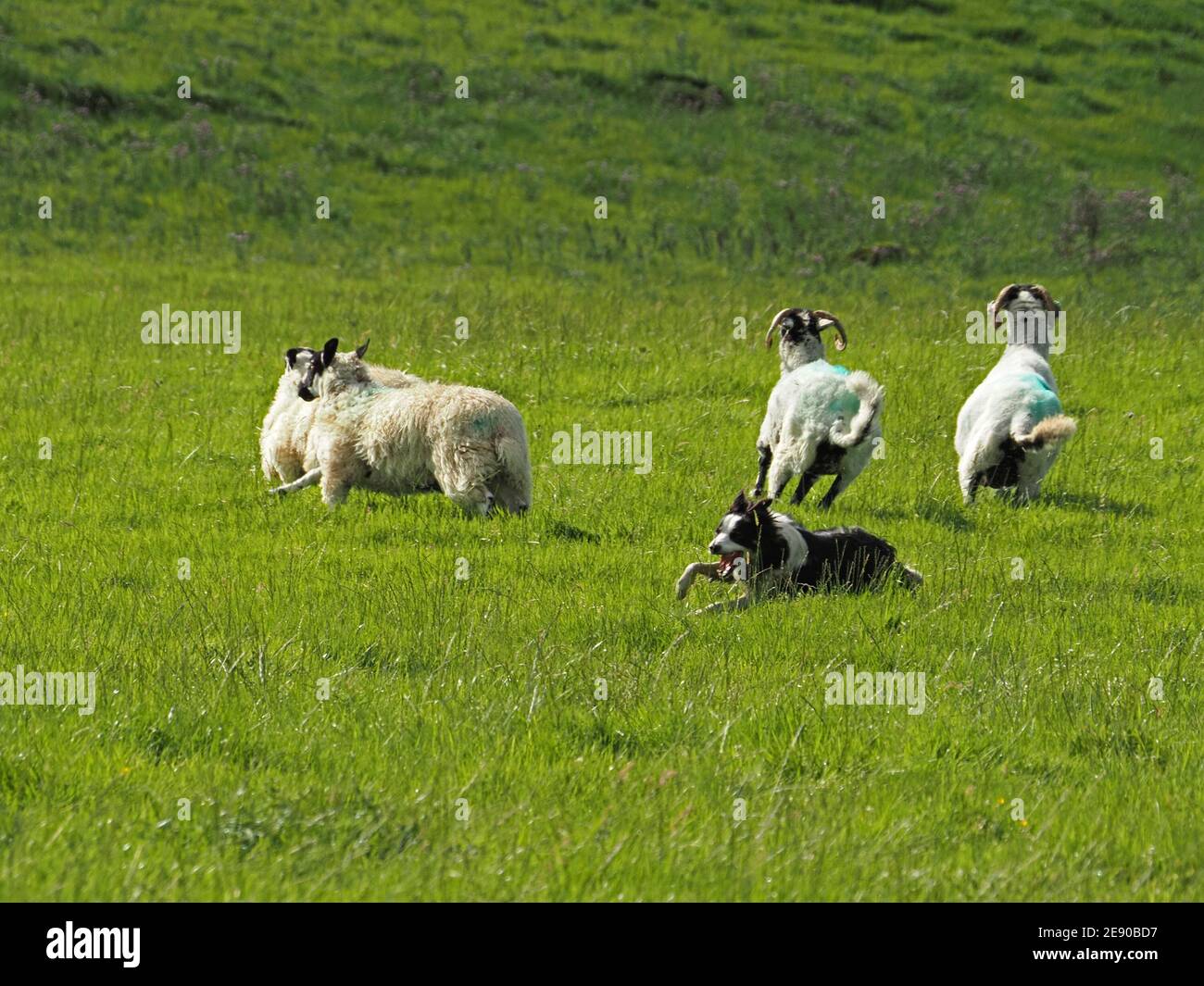 Enthusiastic sheepdog manages flock of woolly black-faced hill sheep ...