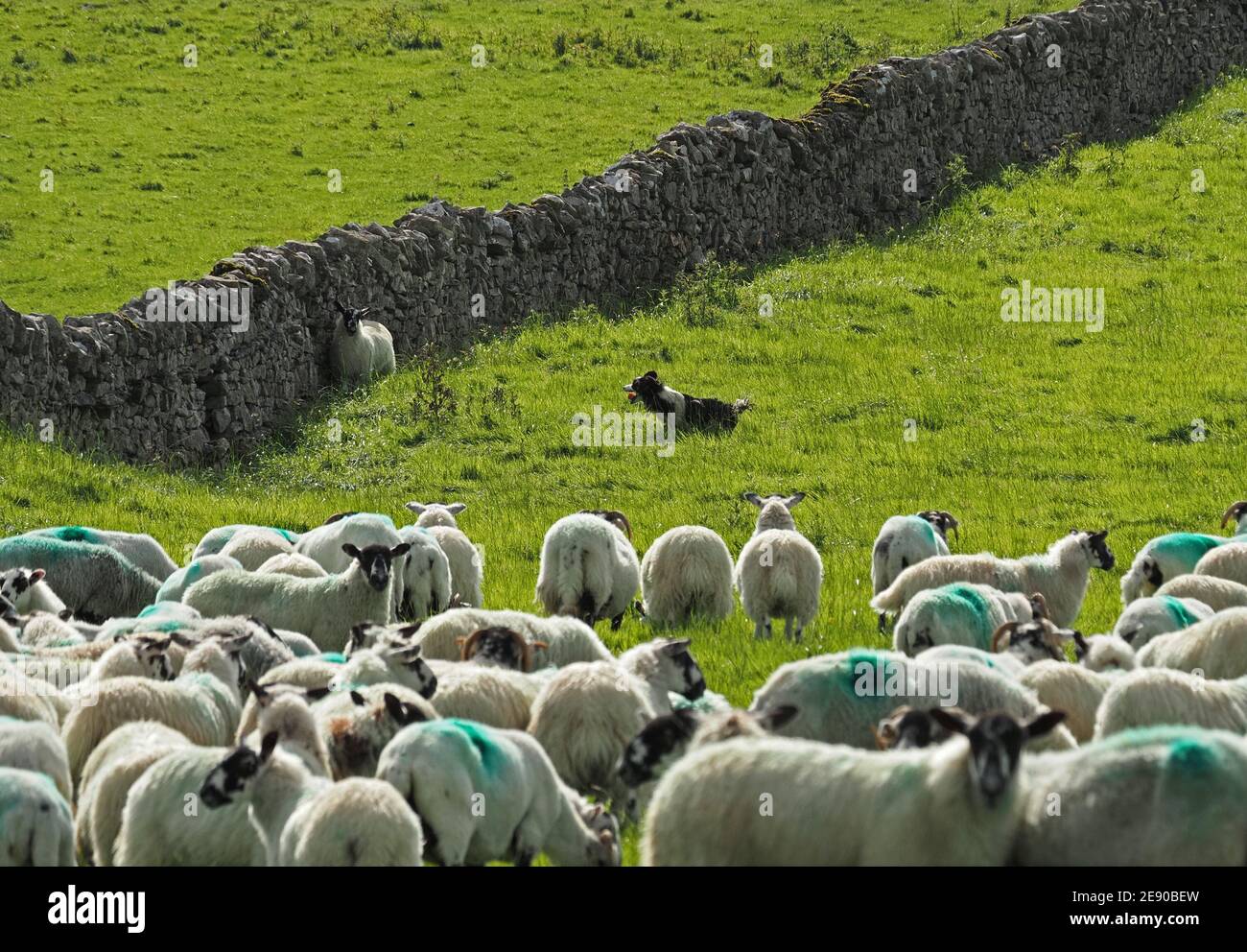Enthusiastic sheepdog manages flock of woolly black-faced hill sheep ...