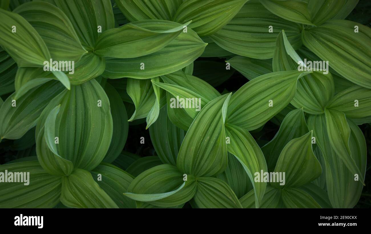 Indian hellebore hi-res stock photography and images - Alamy