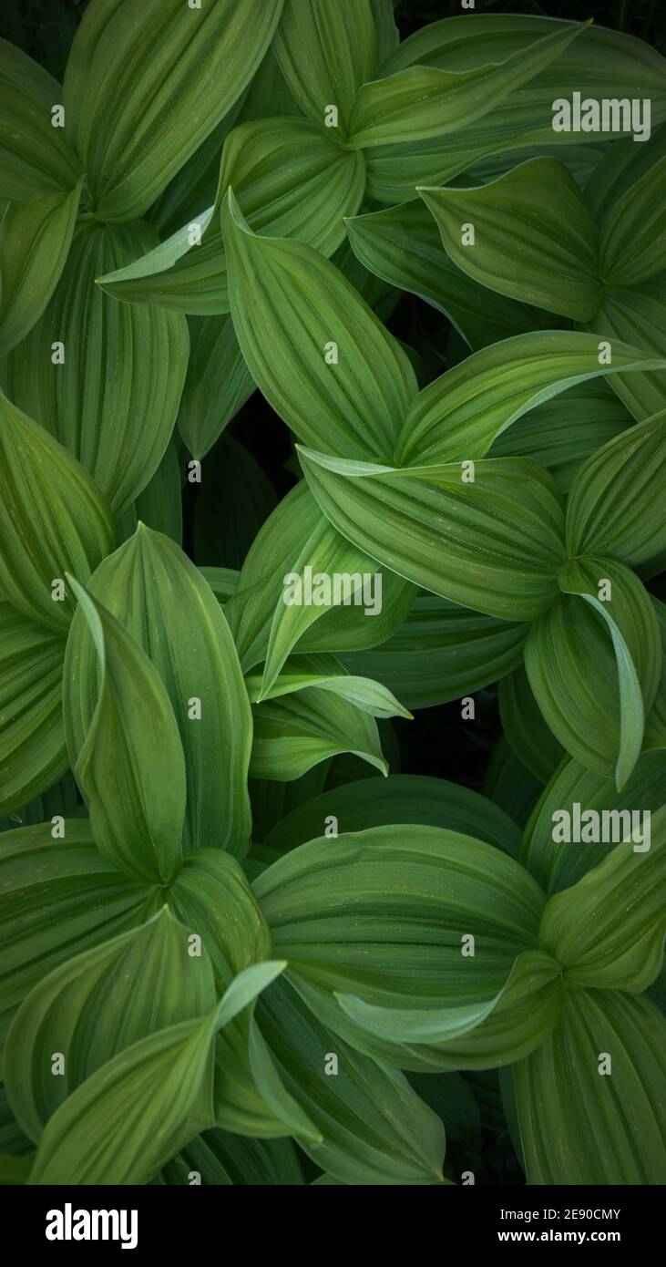 Giant hellebore hi-res stock photography and images - Alamy