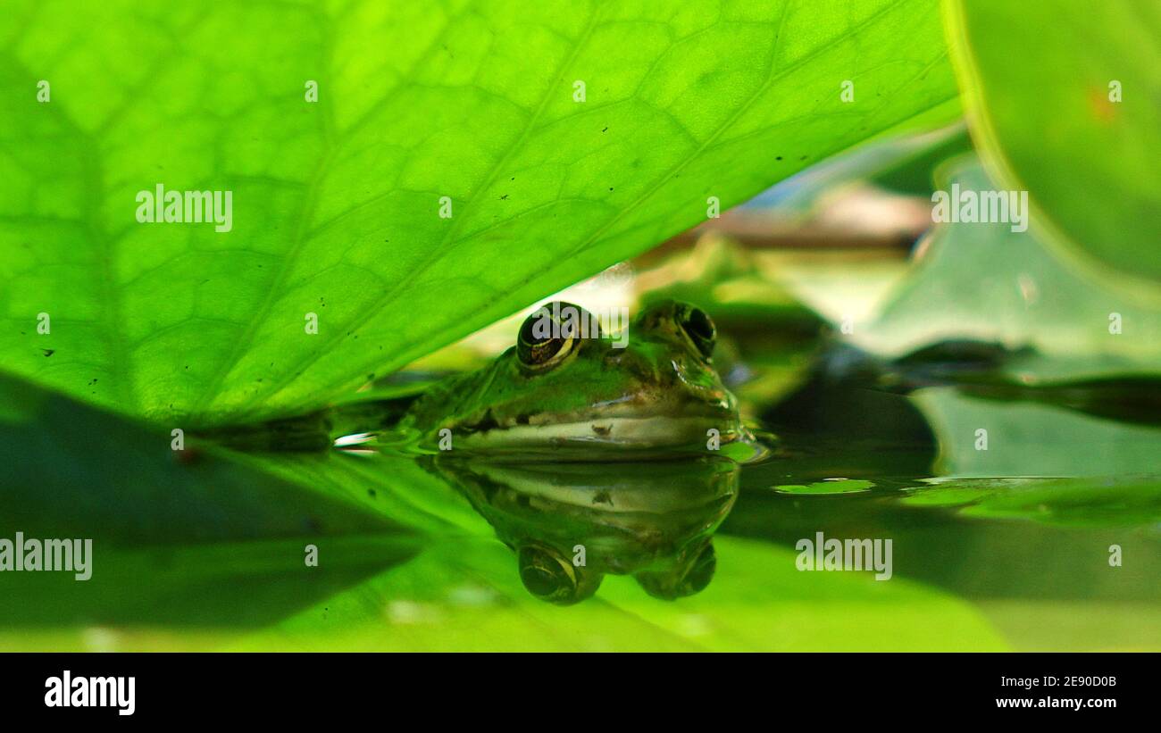 the snout of a green frog emerging from the water of a pond covered ...