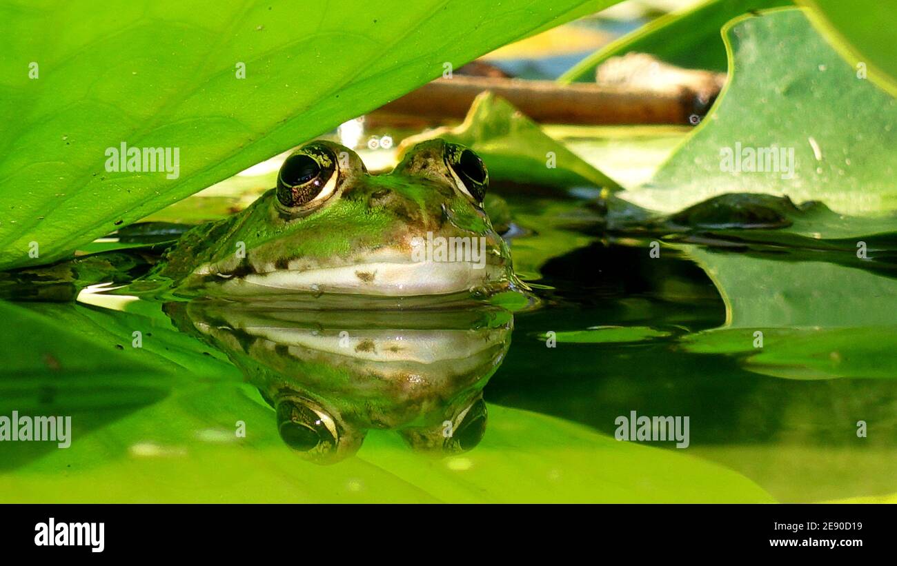 the snout of a green frog emerging from the water of a pond covered ...