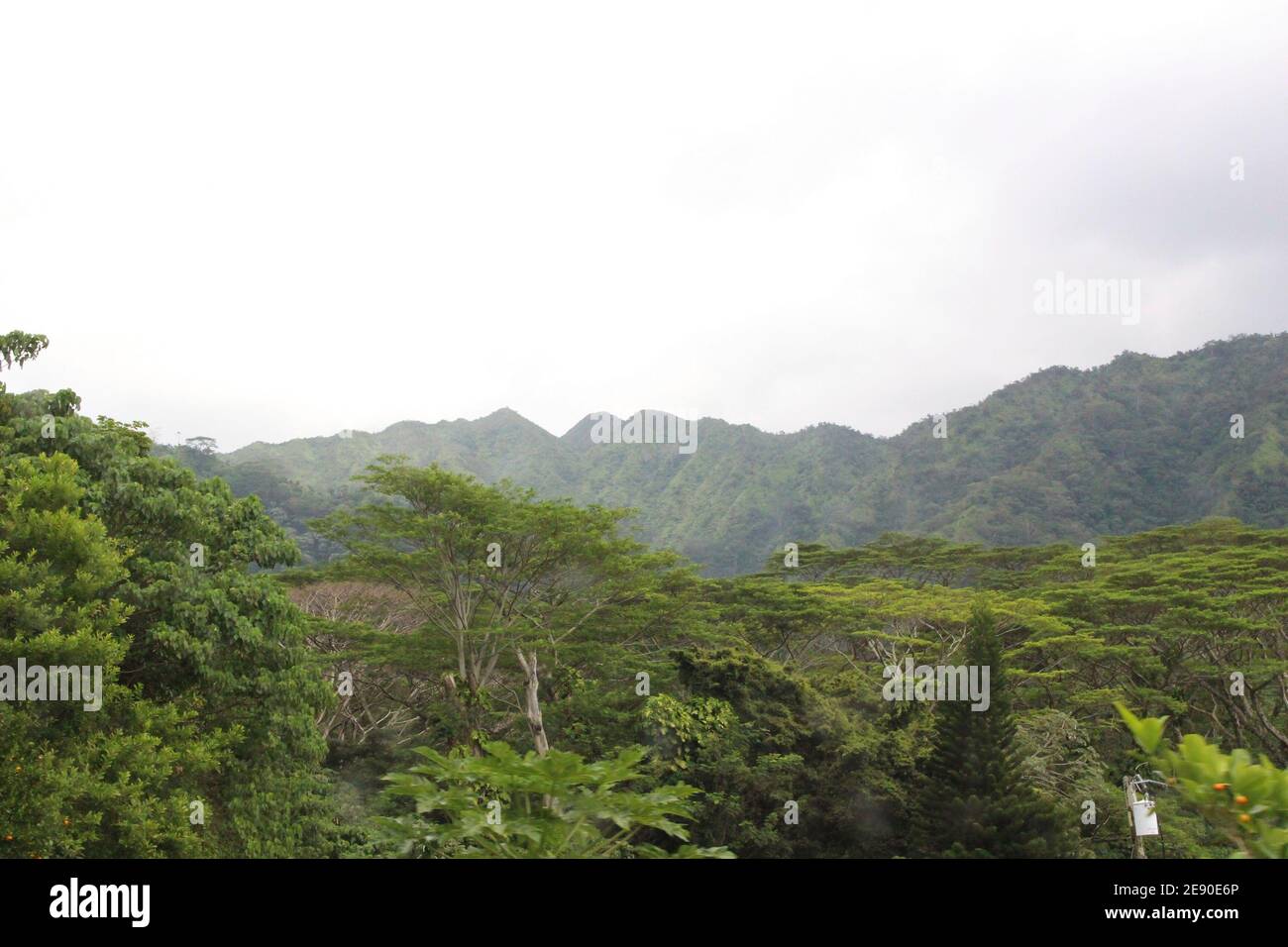 Forest woods tree tops growth hi-res stock photography and images - Alamy