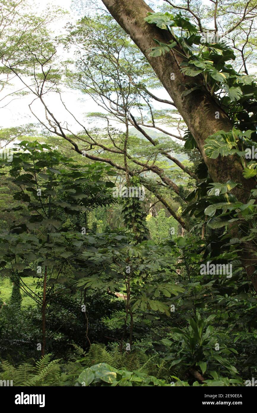 Tropical Forest in Hawaii Stock Photo - Alamy
