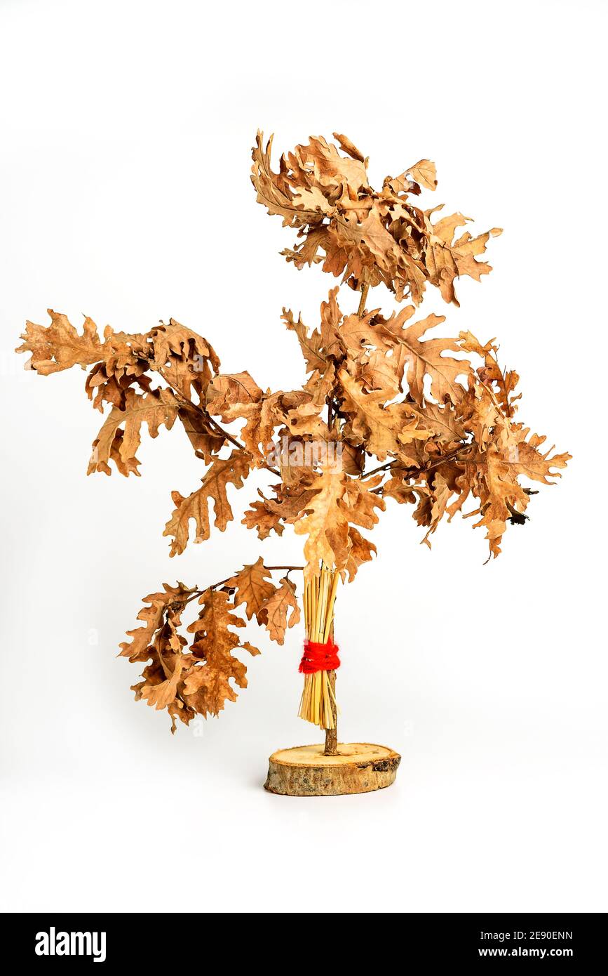 Orthodox Christian celebration - Badnjak. Serbian Christmas - Bozic ...