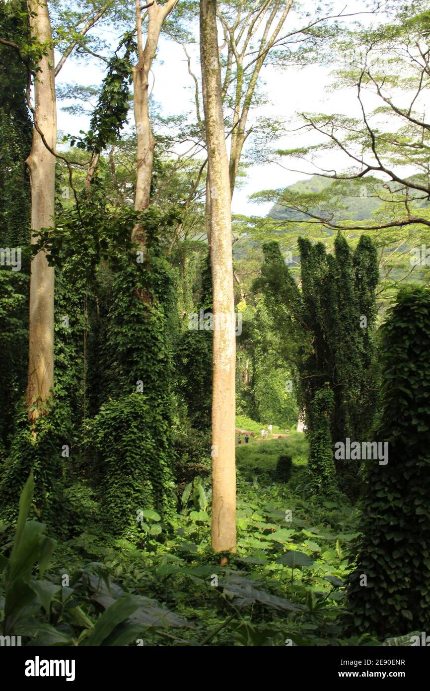 Tropical Forest in Hawaii Stock Photo - Alamy