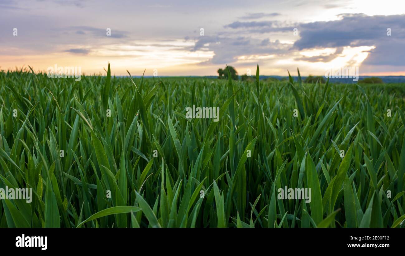 Farm wheat germany hi-res stock photography and images - Alamy