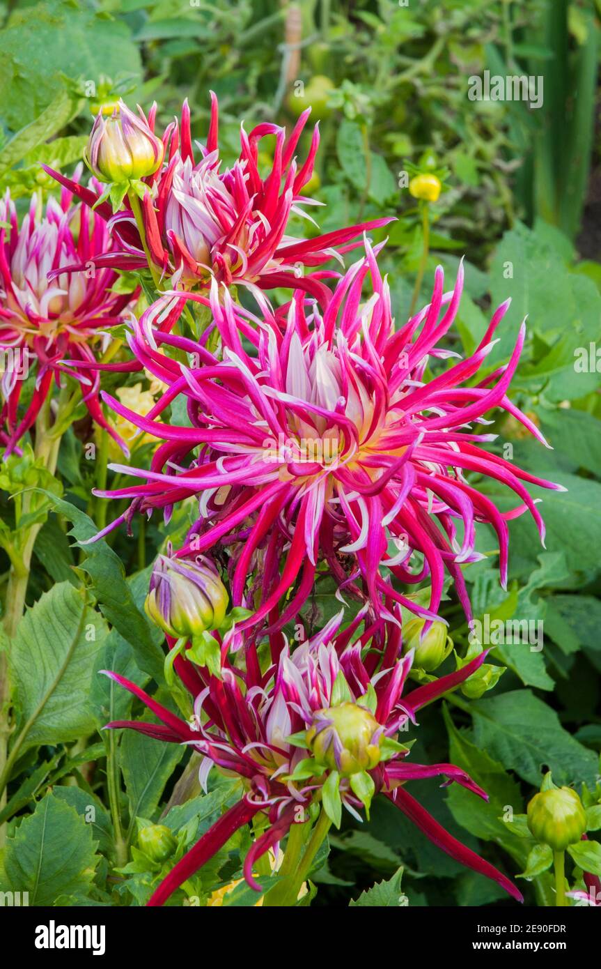 Hollyhill Spider Woman a dark red and white cactus dahlia summer ...
