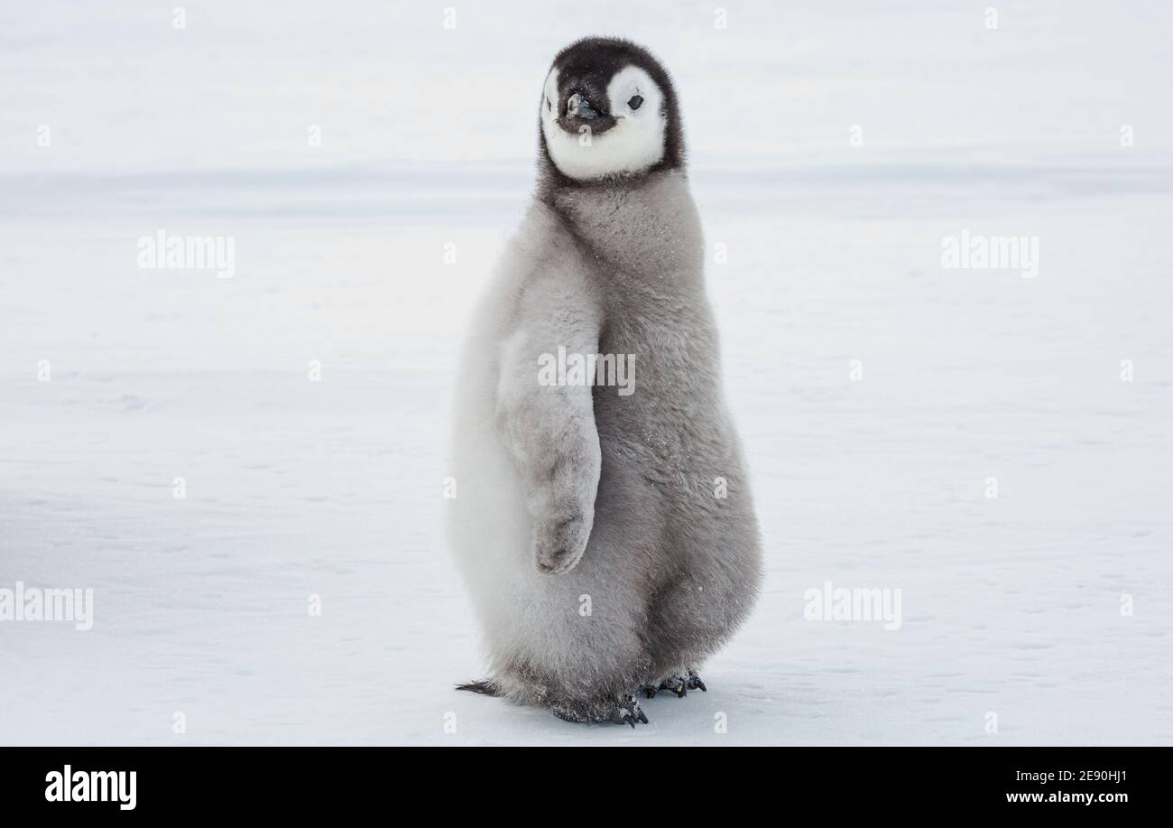 Emperor penguin head hi-res stock photography and images - Alamy