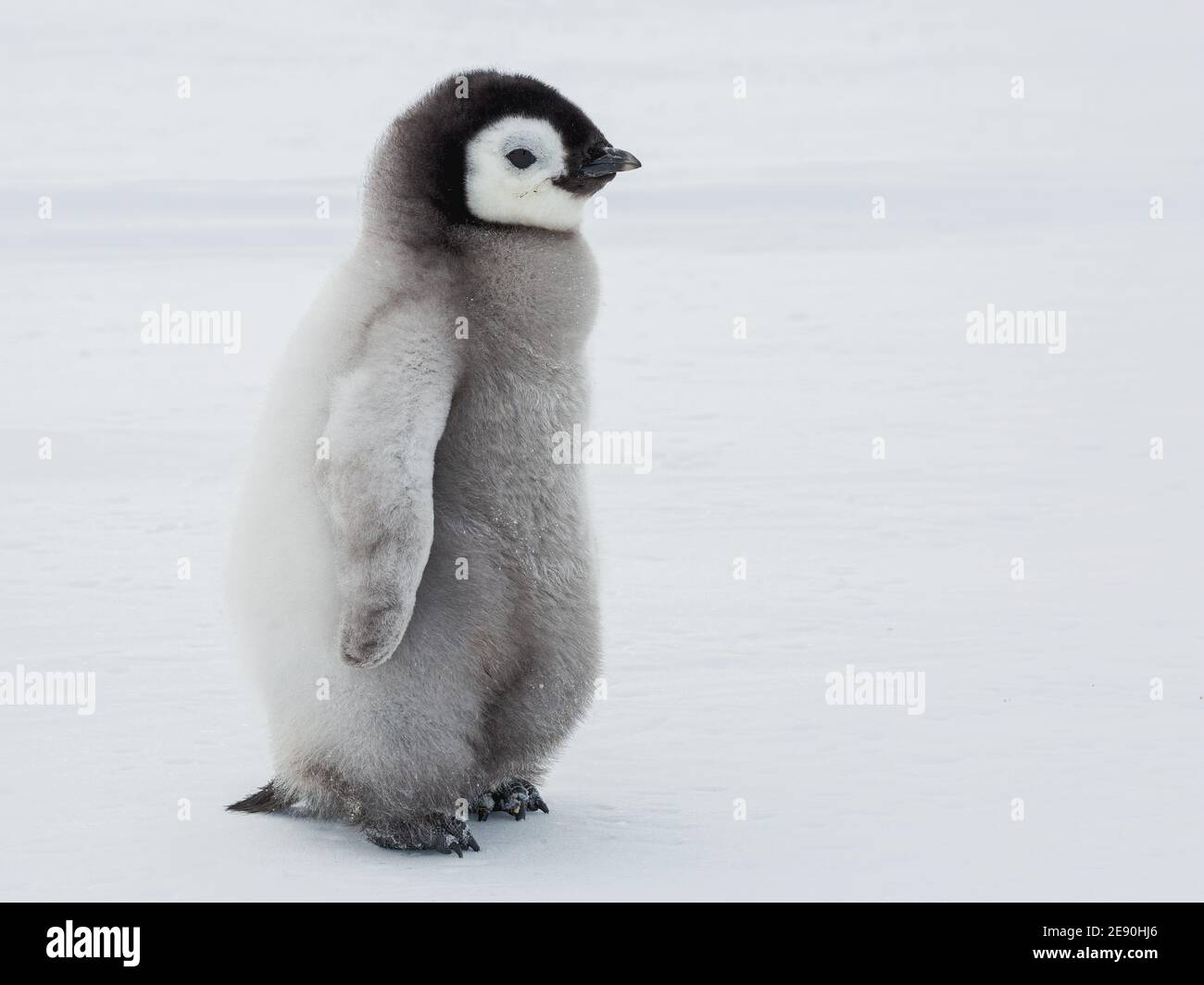 Side view of standing Emperor Penguin Chick on the frozen Weddell Sea ...