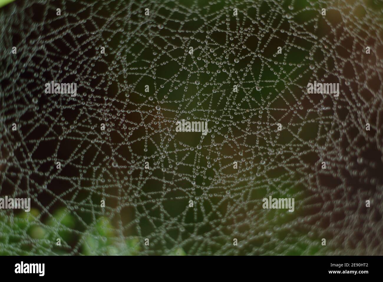 Drops of water on spider web Stock Photo - Alamy