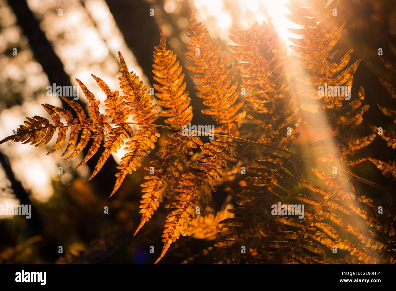 Golden fern hi-res stock photography and images - Alamy
