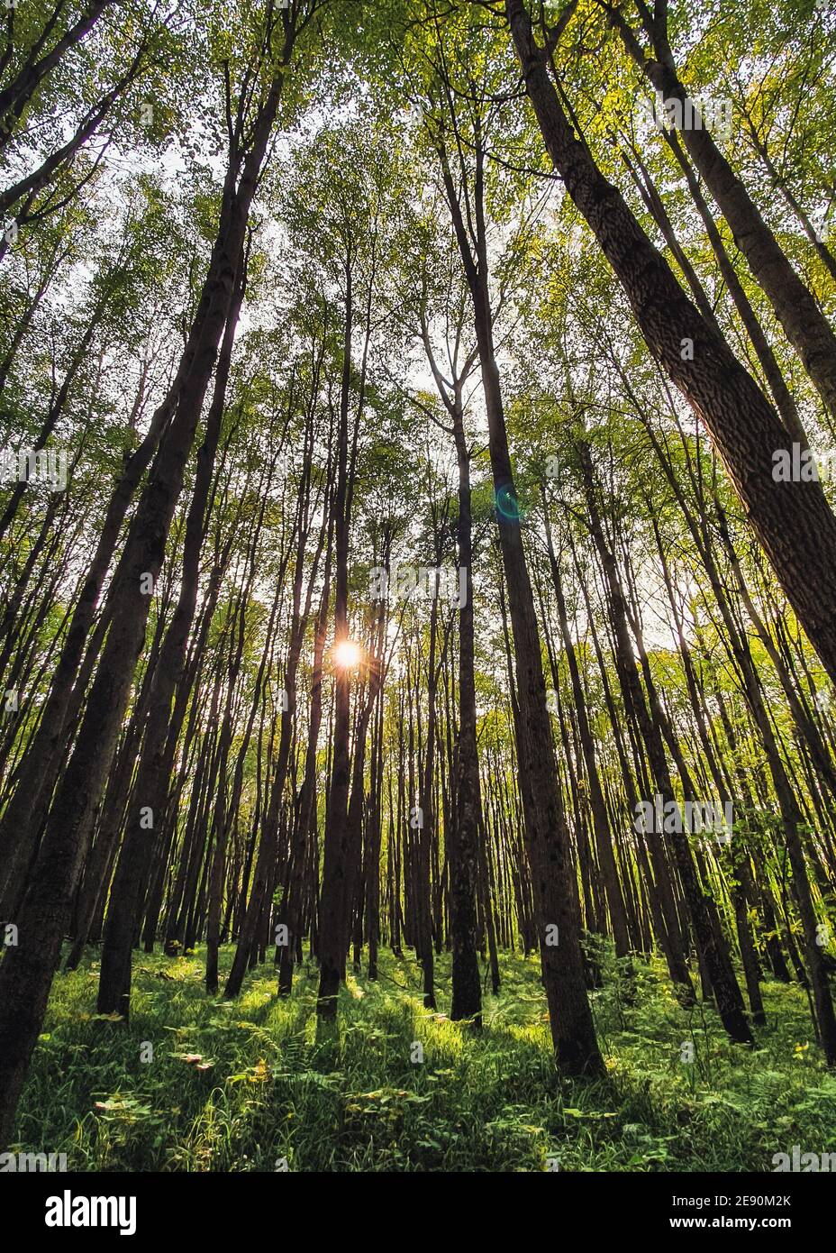 Summer forest landscape with green plants on ground. Sun shines through ...