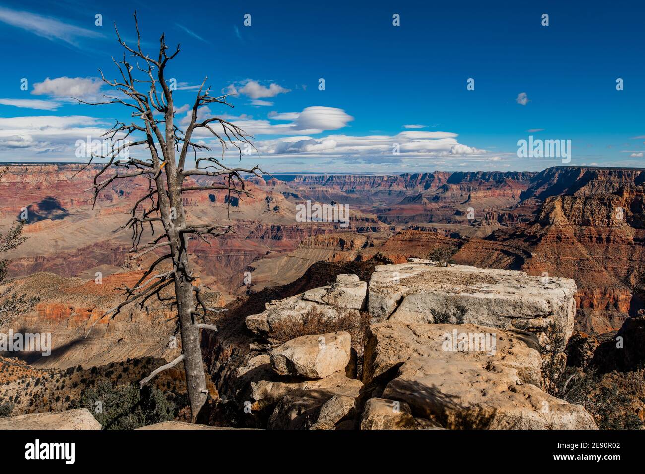Dead tree on cliffs at Grand Canyon National Park, Arizona Stock Photo ...