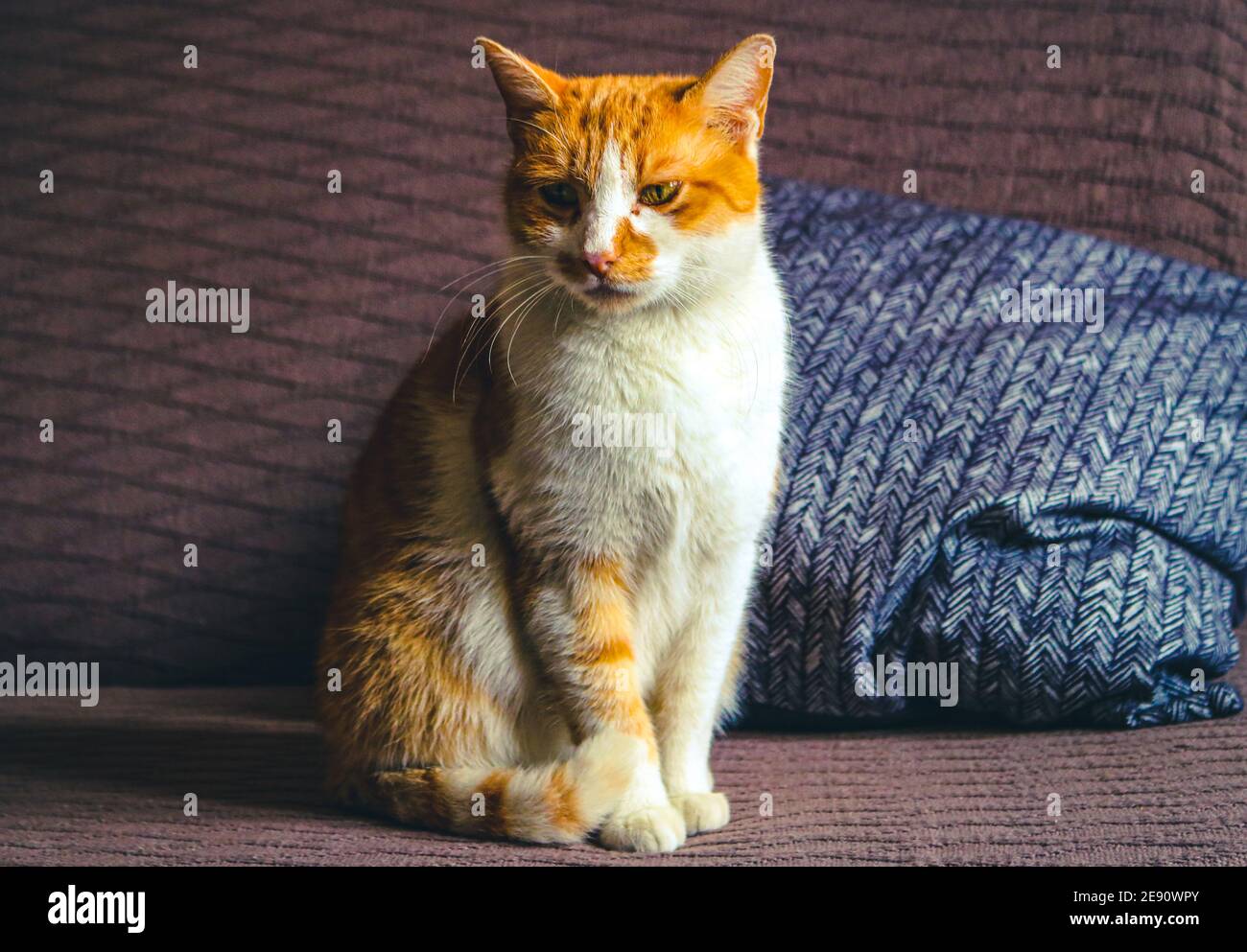 Ginger cat paw hi-res stock photography and images - Alamy