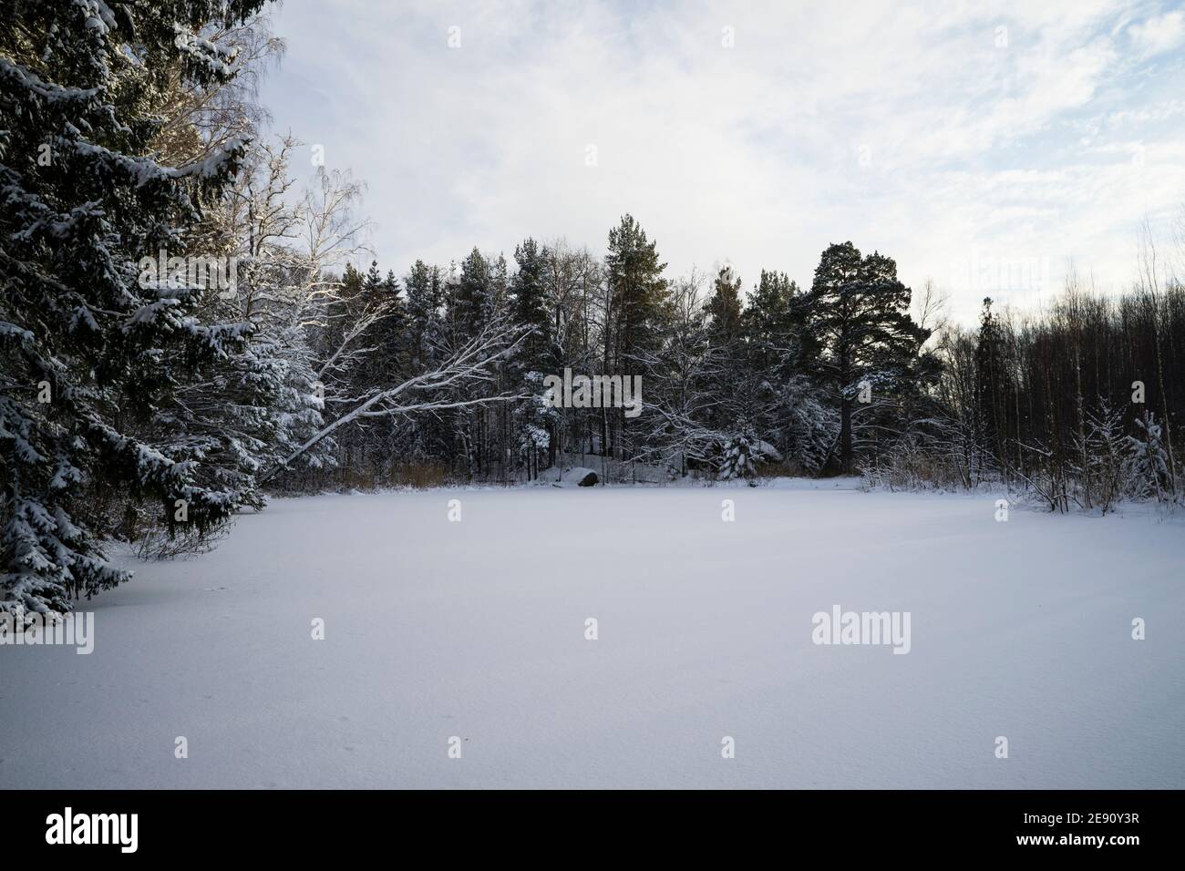 Beautiful winter day in Swedish forest. Lovely scandinavian nature and ...