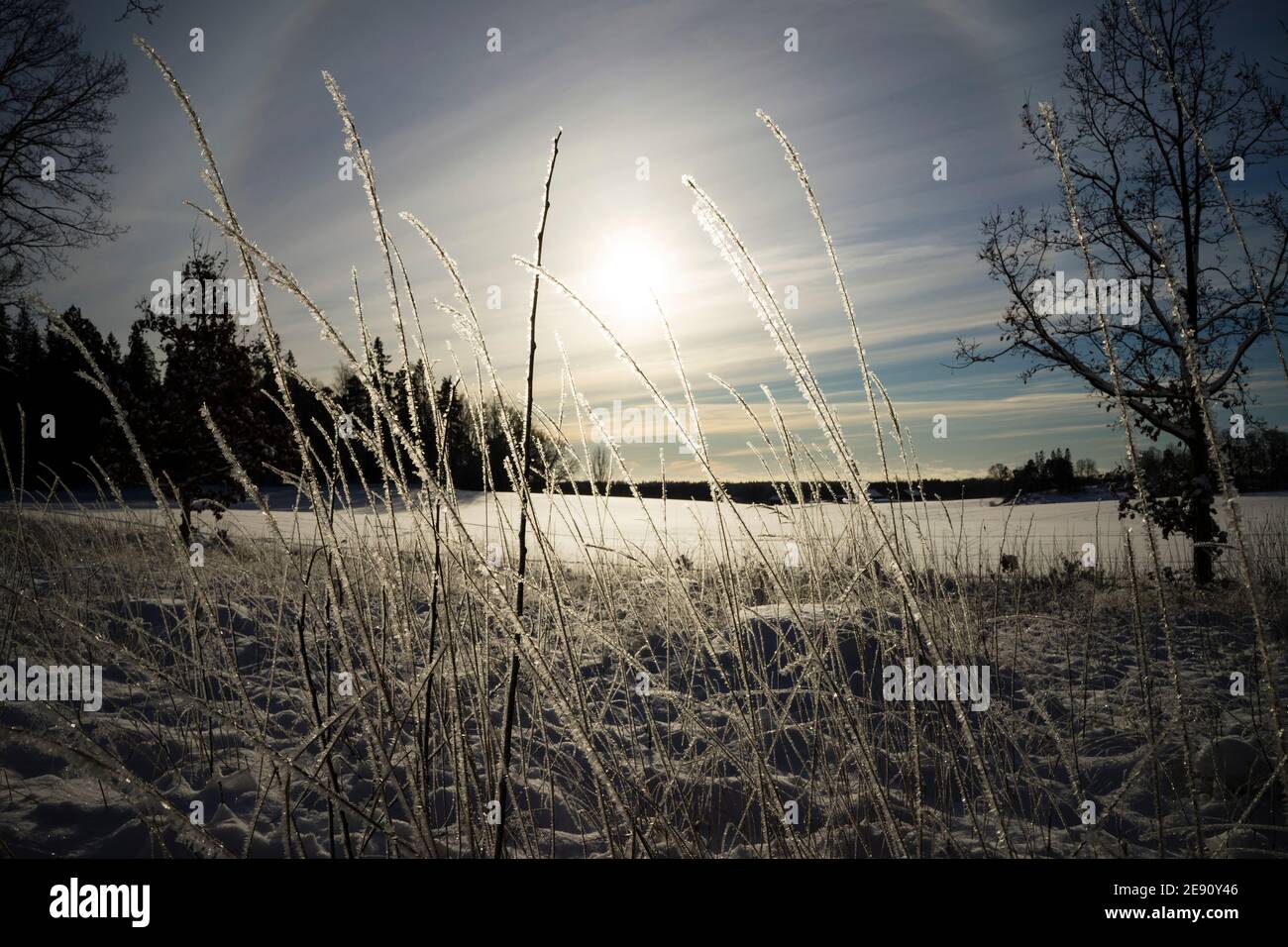 Beautiful winter day in Swedish forest. Lovely scandinavian nature and ...