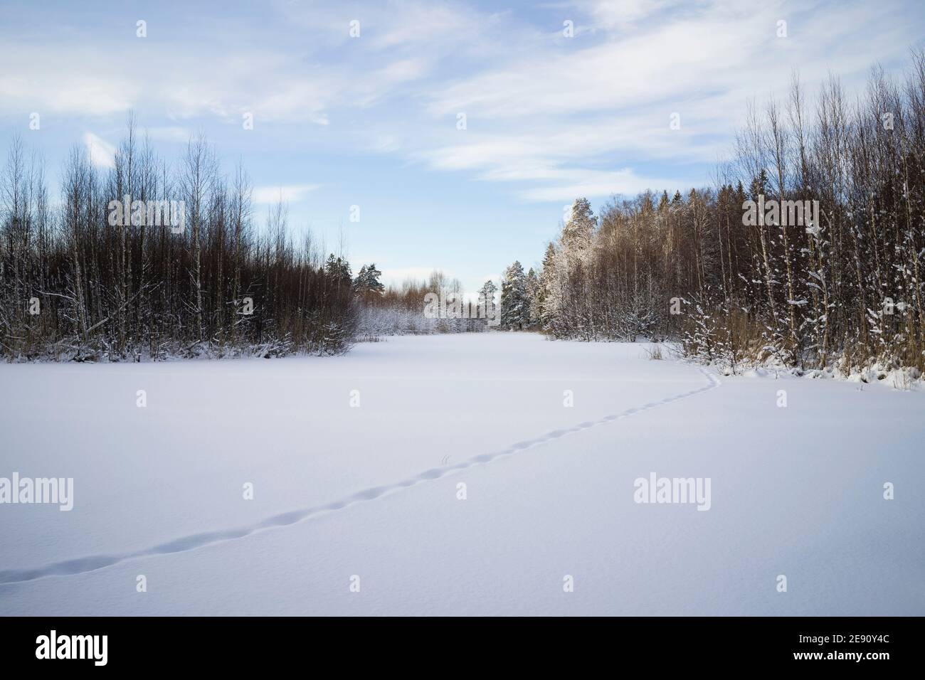 Beautiful winter day in Swedish forest. Lovely scandinavian nature and ...